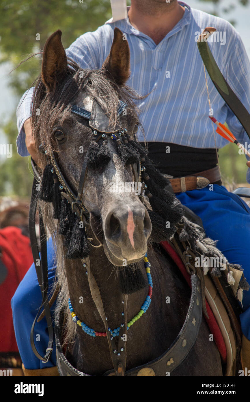 Portrait of a horse head with long mane and partial harness Stock Photo ...