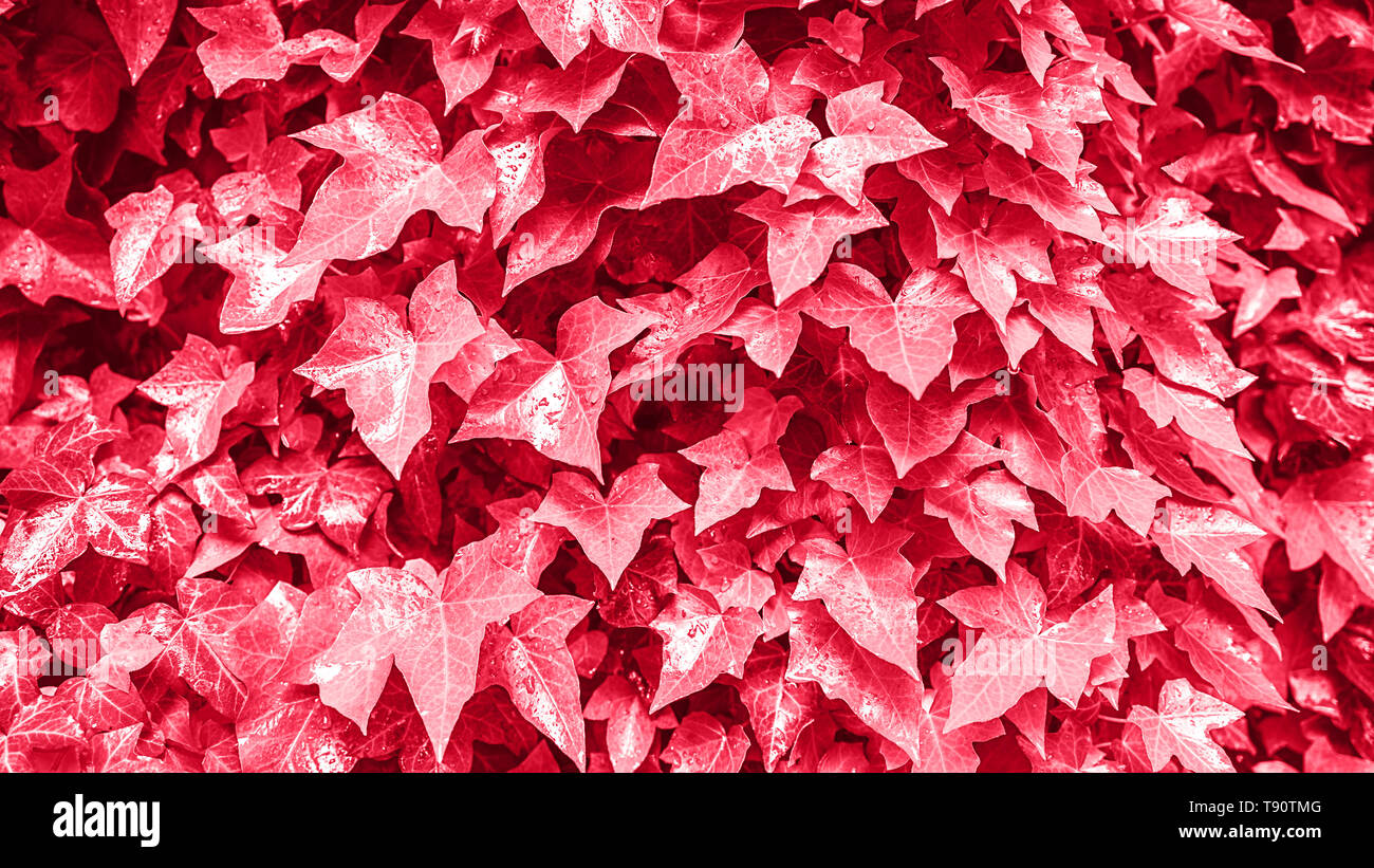 Fresh leaves of ivy as pink coral background. Color of the year 2019 ...