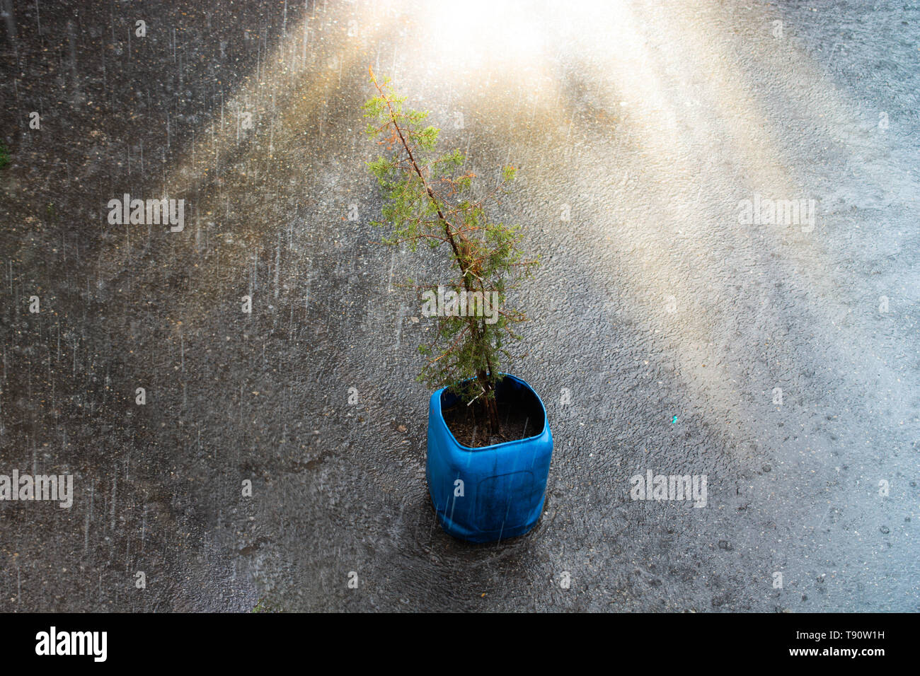Tree in a blue plastic bucket on a rainy day Stock Photo - Alamy