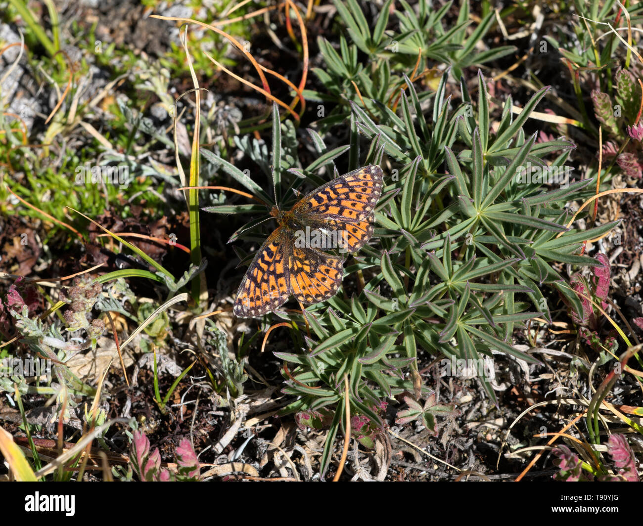 Bog Fritillary High Resolution Stock Photography and Images - Alamy