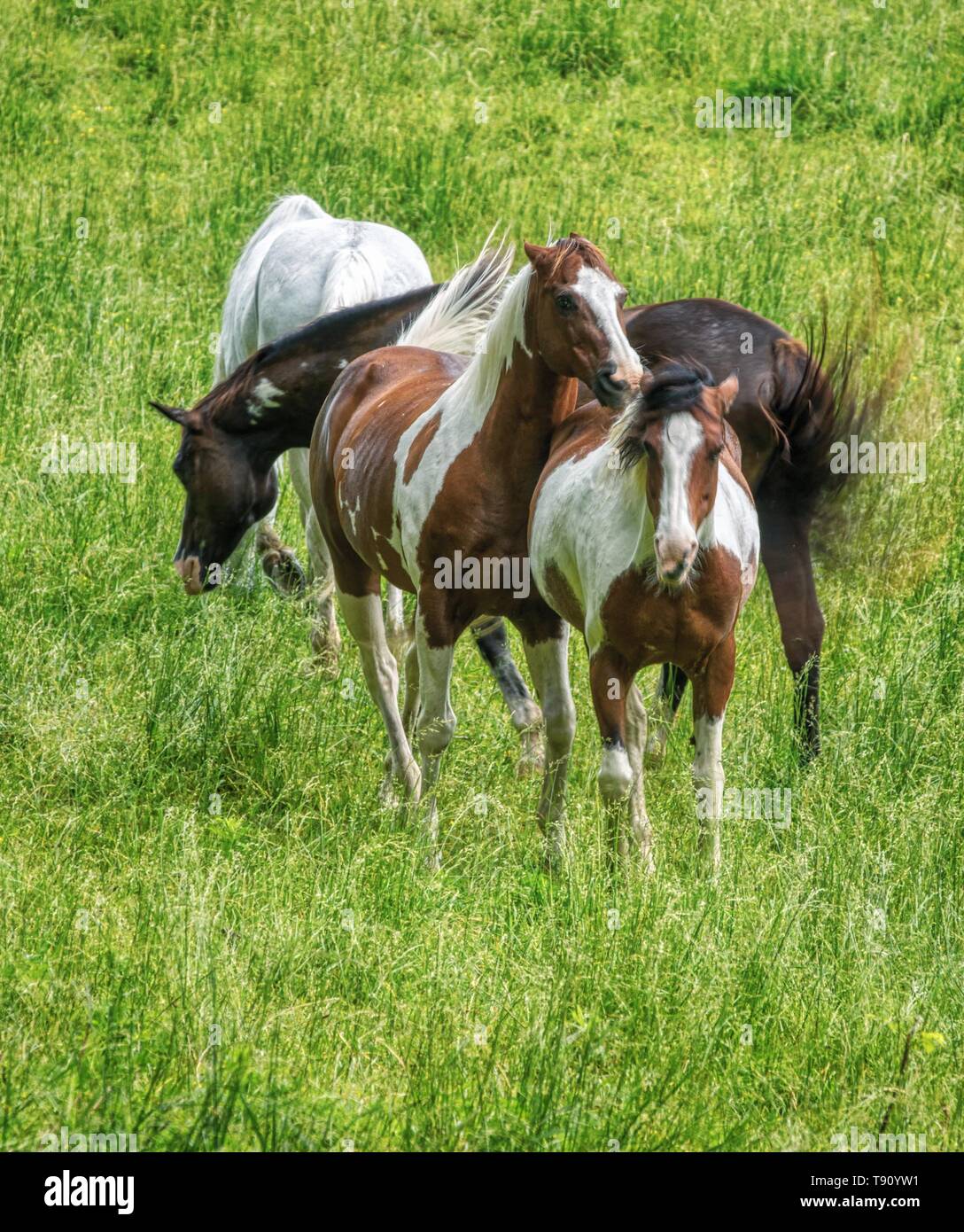 Ranch Horse in the American Landscape Stock Photo - Alamy