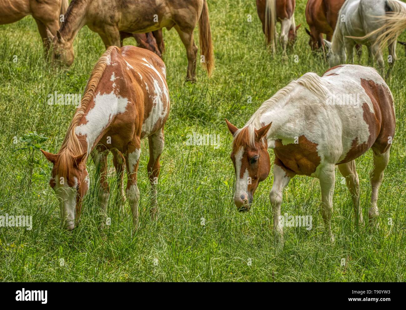 Great Smoky Mountain National Park stable horses Stock Photo - Alamy