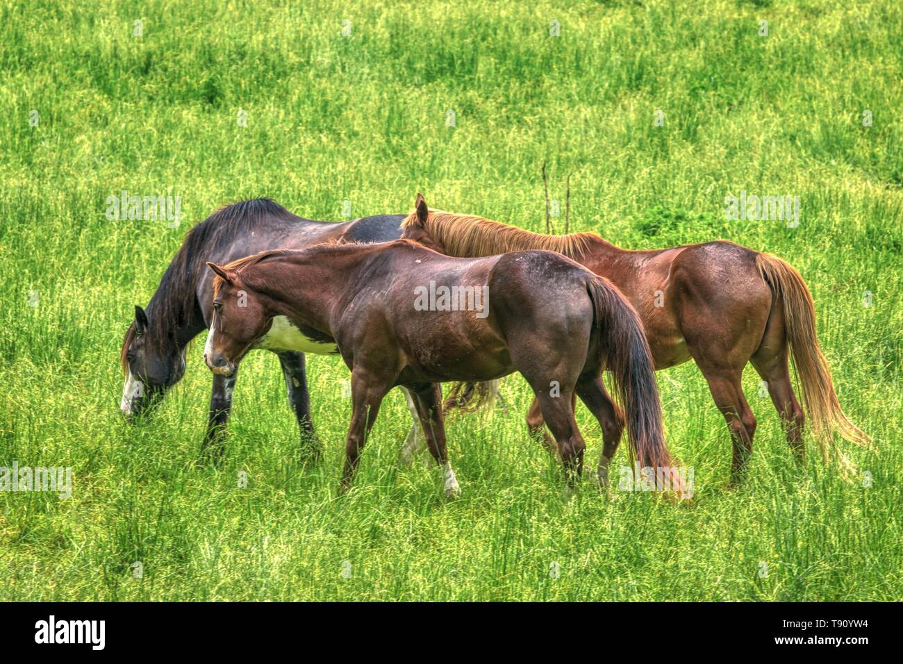 Great Smoky Mountain National Park stable horses Stock Photo - Alamy