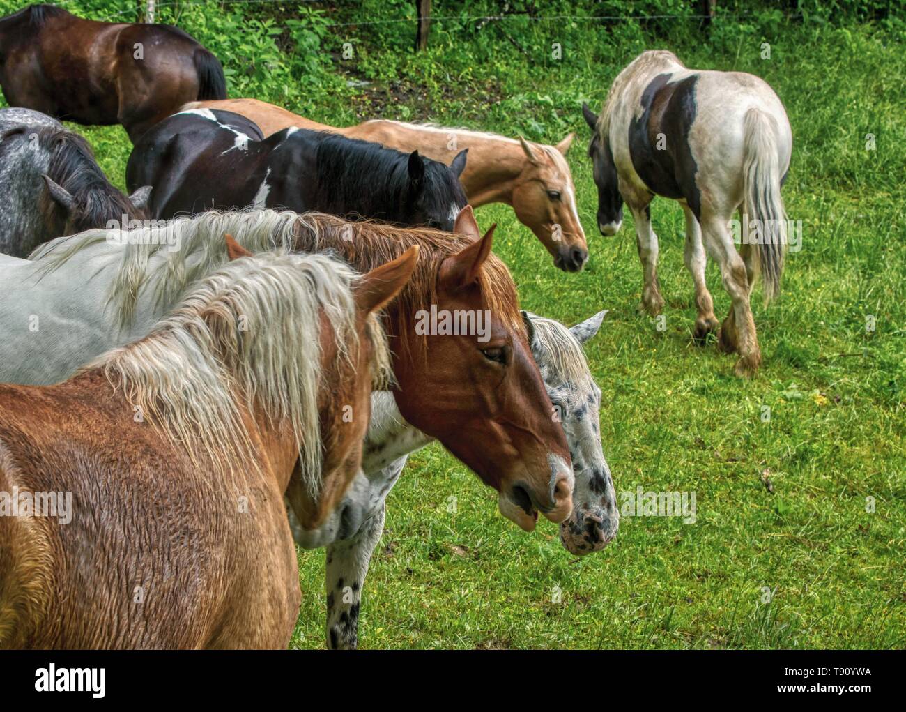 Great Smoky Mountain National Park stable horses Stock Photo - Alamy