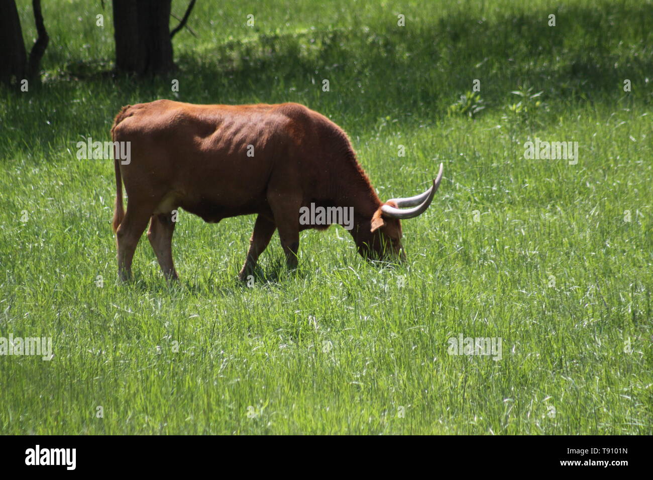 Big Red with hay forks Stock Photo - Alamy