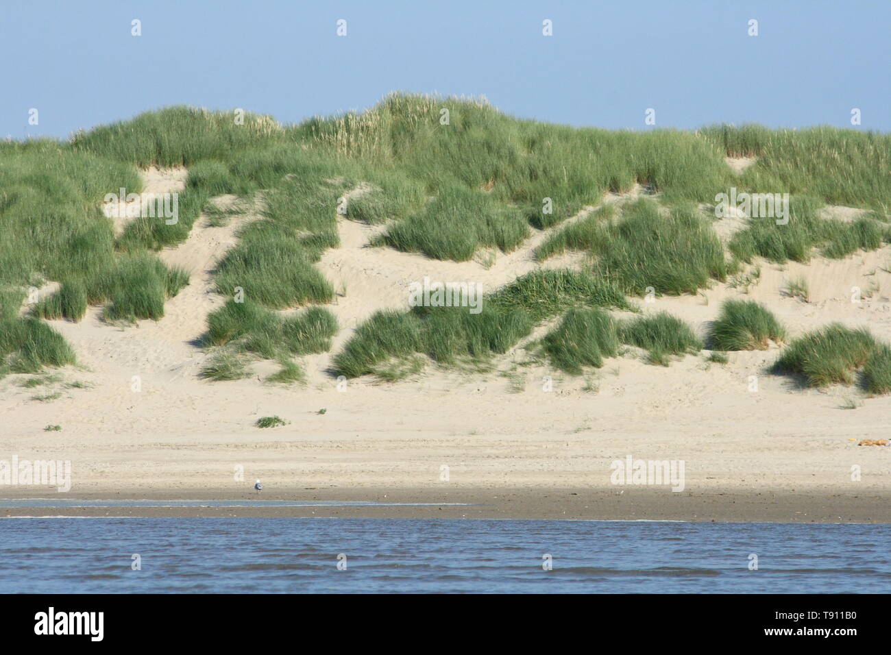 Sandy beach with sand dunes hi-res stock photography and images - Alamy