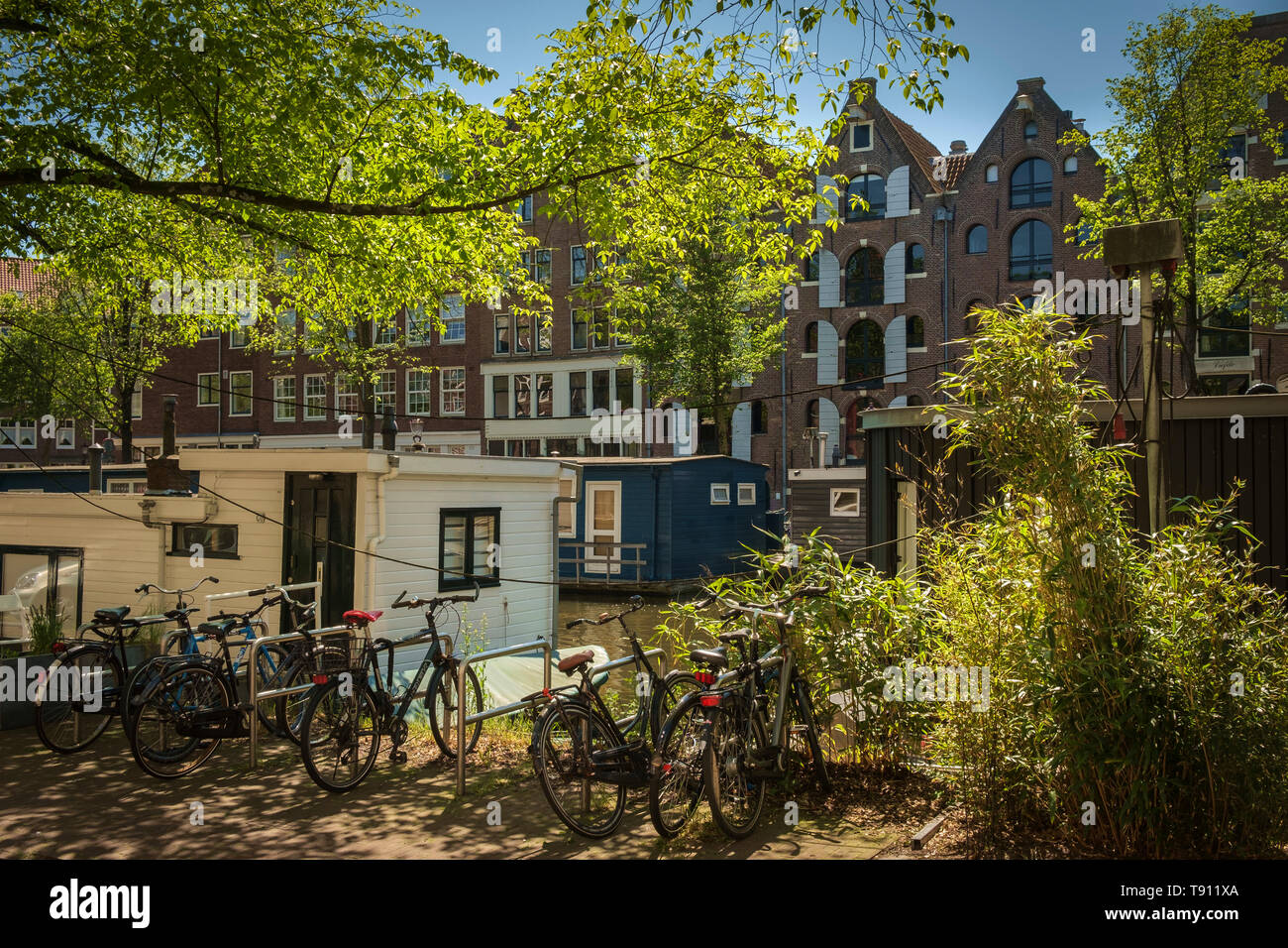Amsterdam planting trees hi-res stock photography and images - Alamy