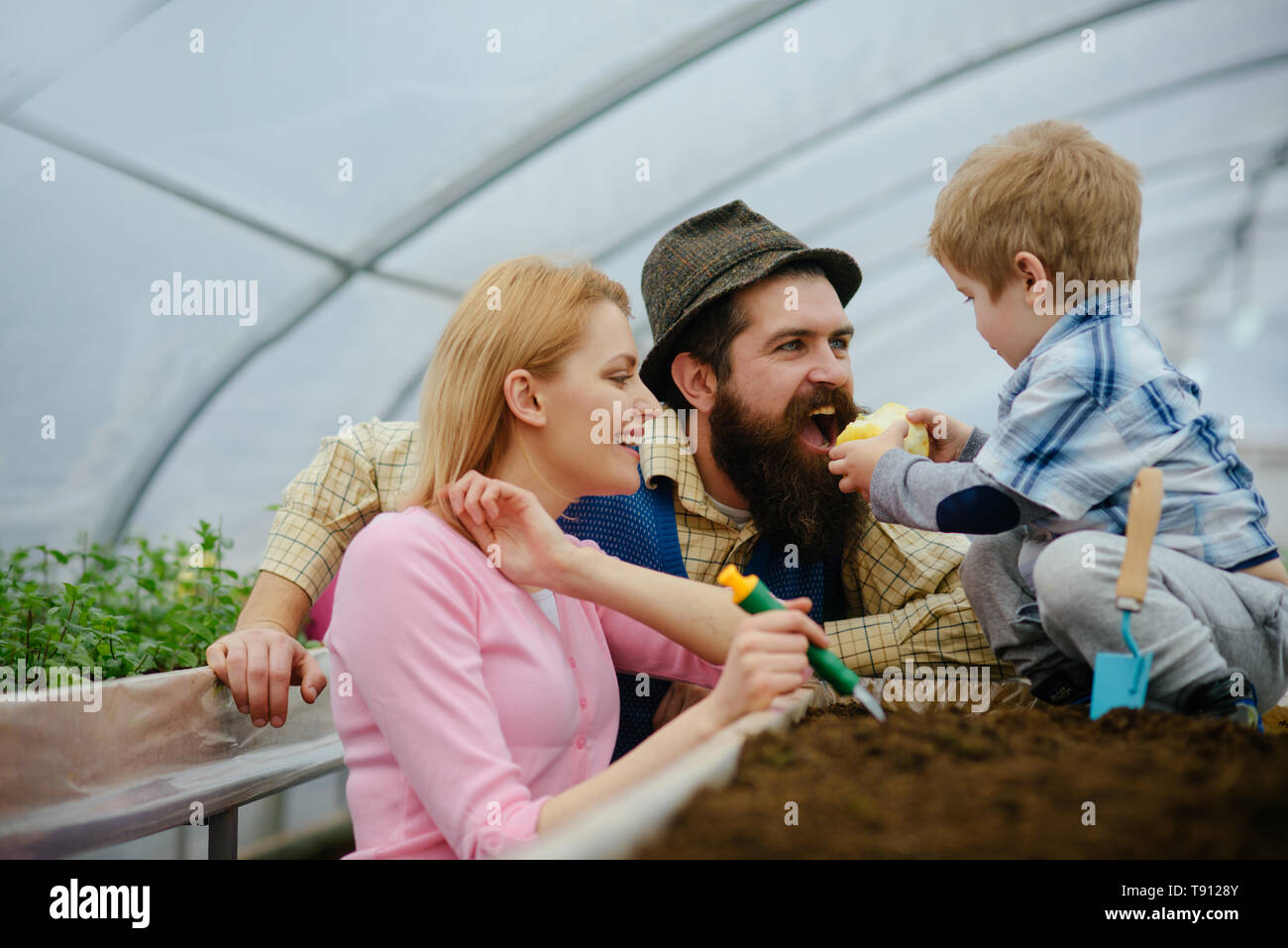 planting. family planting in greenhouse. planting flowers in orangery ...