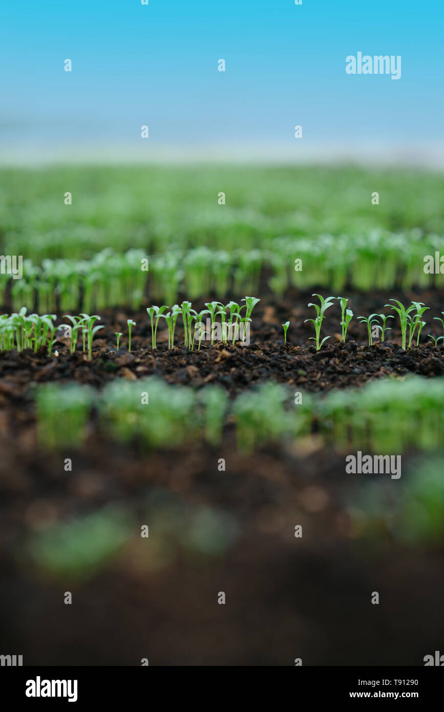 commercial greenhouse seeding. commercial seeding in greenhouse ...