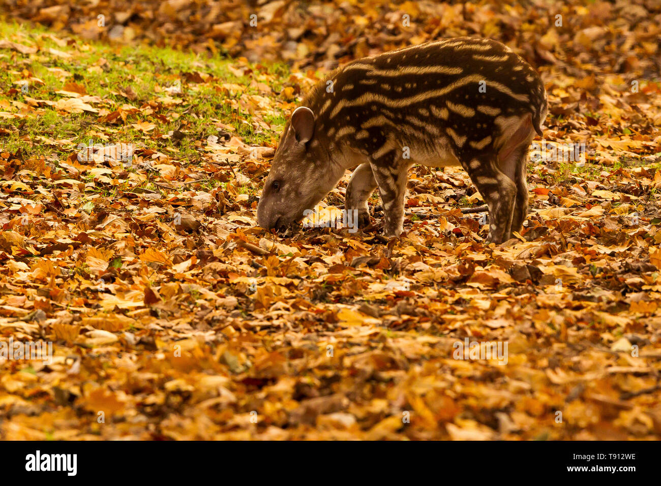 South American Tapir or Brazilian Tapir Calf ( Tapirus Terrestris ...