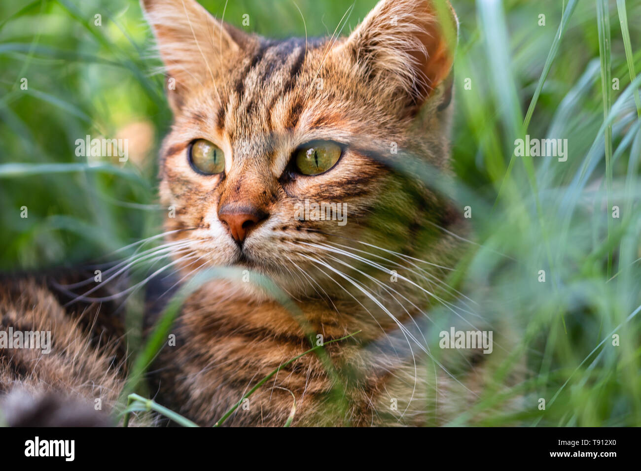 Cat grass background hi-res stock photography and images - Alamy