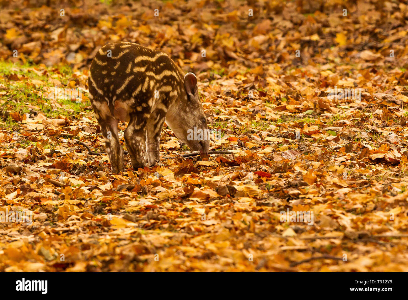 South American Tapir or Brazilian Tapir Calf ( Tapirus Terrestris ...