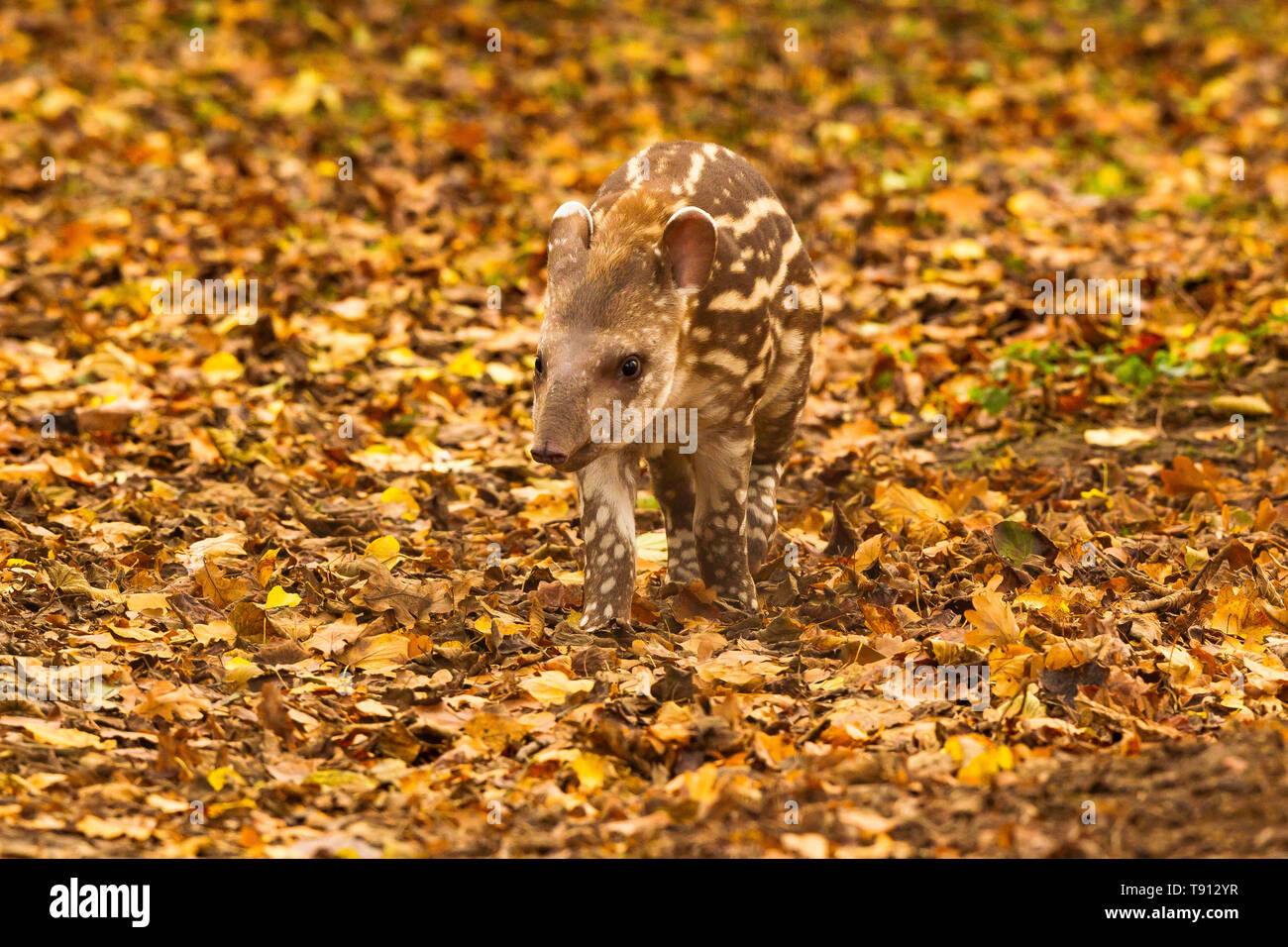 Baby tapir stripe hi-res stock photography and images - Alamy