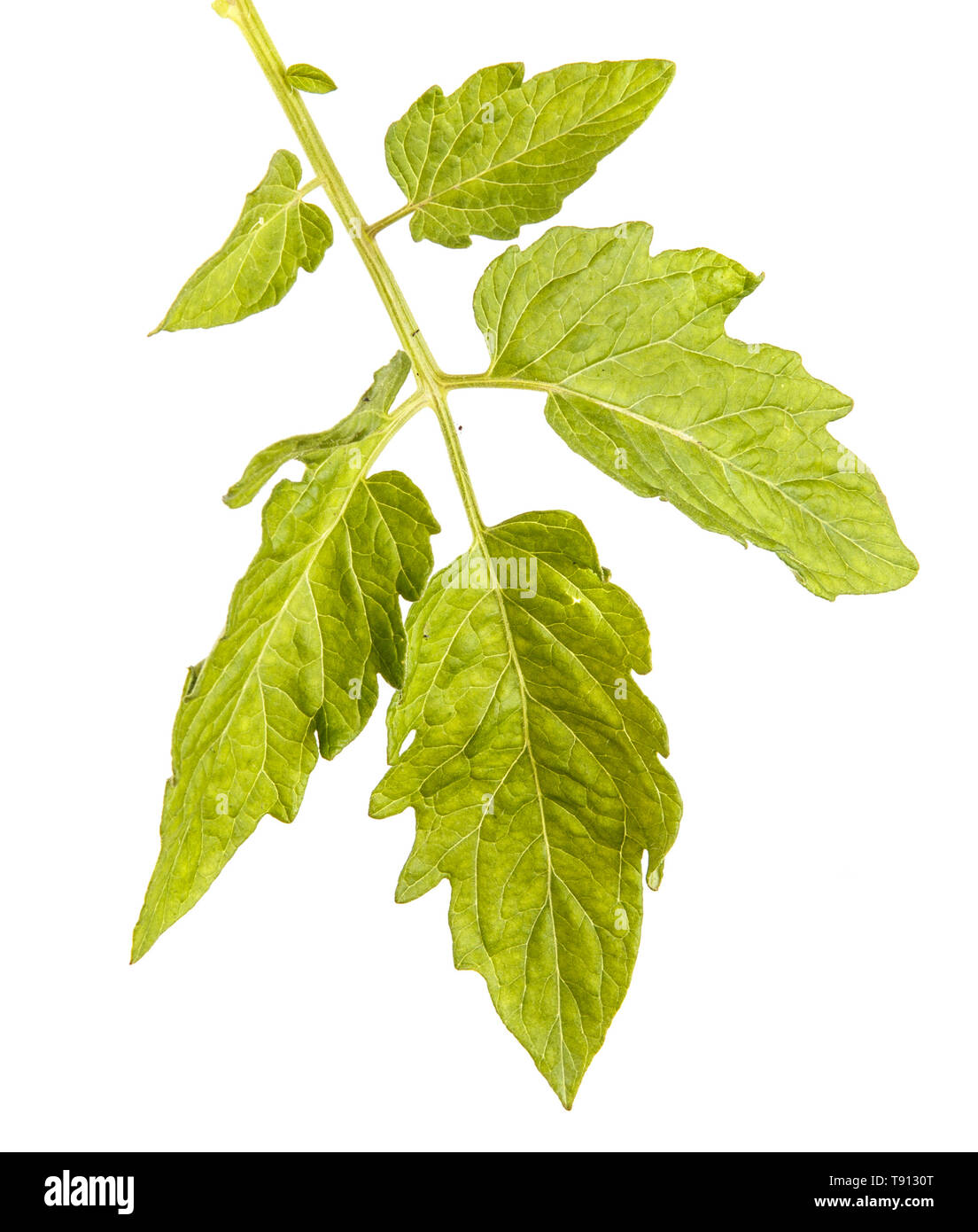 Green leaf of a tomato bush. Isolated on white Stock Photo - Alamy