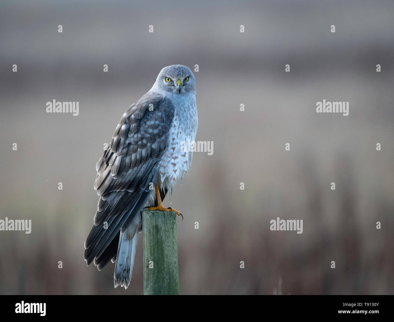 Slim hawks hi-res stock photography and images - Alamy