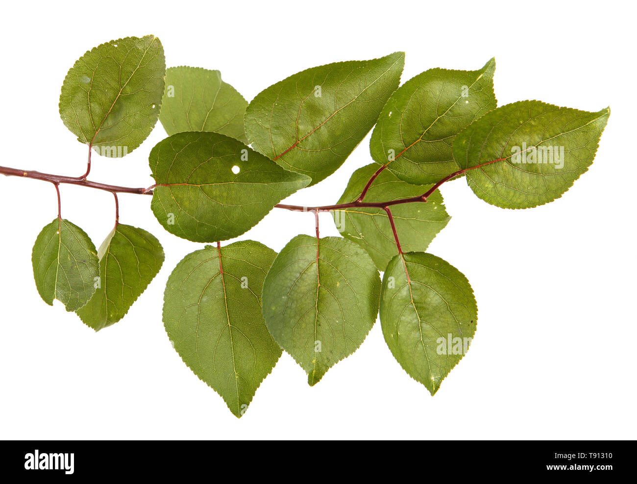 Branch of apricot tree. Isolated on white Stock Photo - Alamy