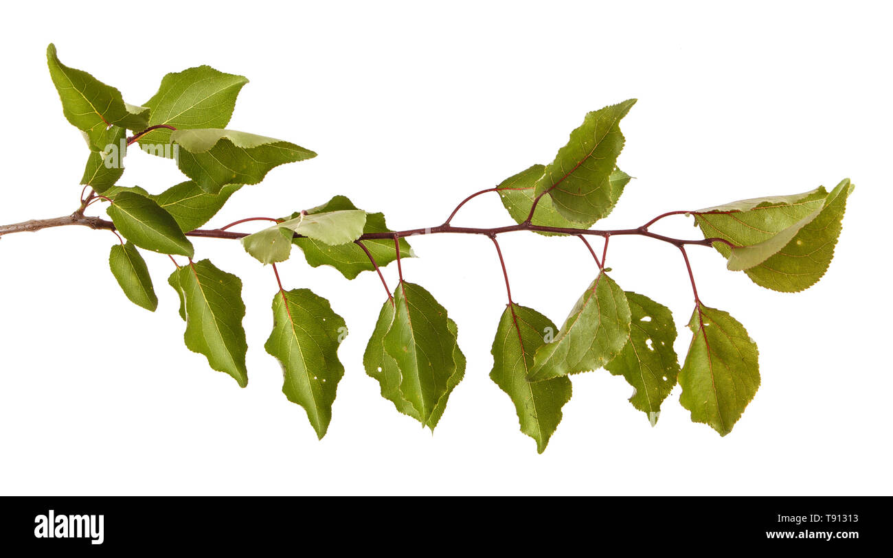 Branch of apricot tree. Isolated on white Stock Photo - Alamy