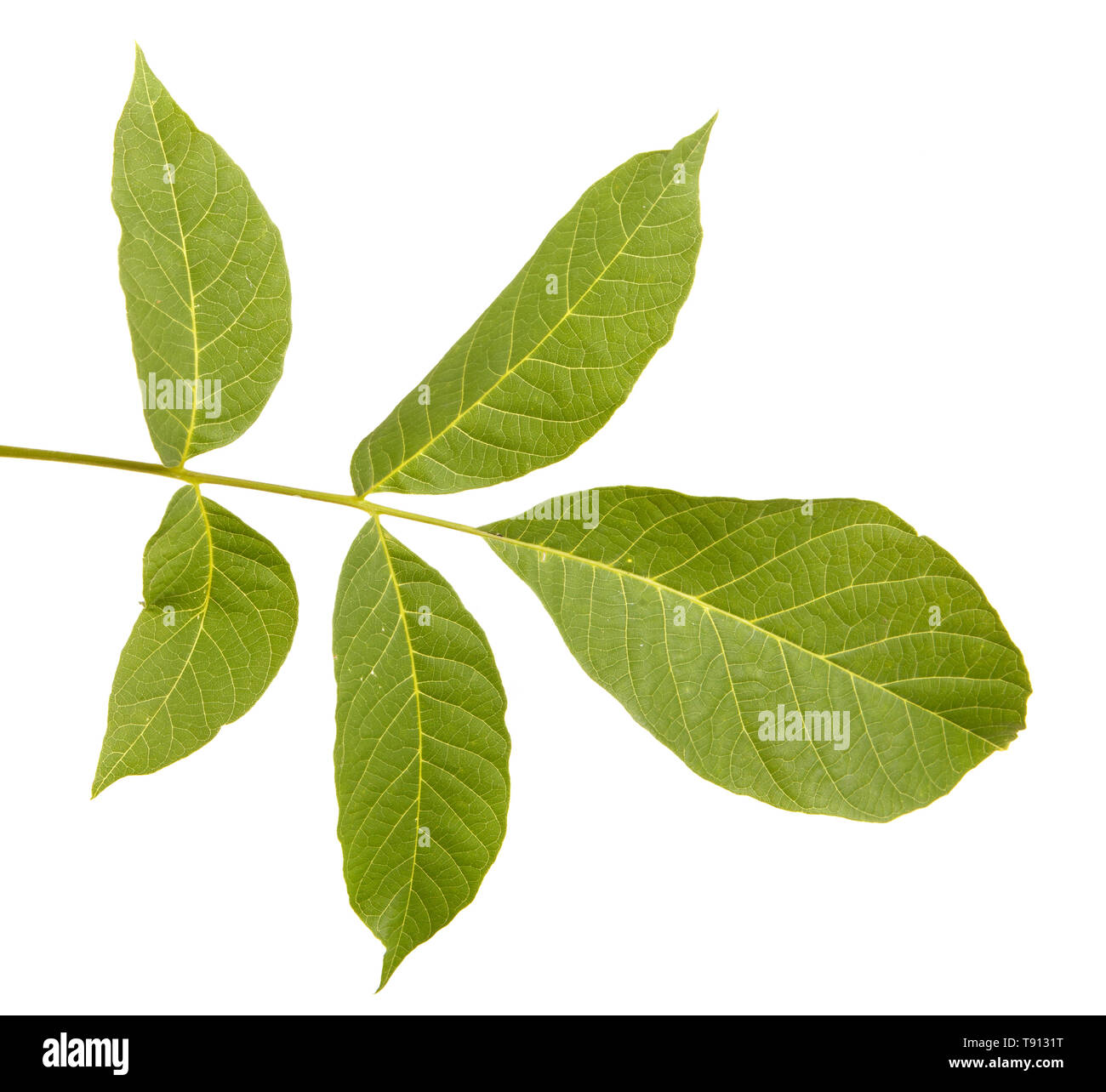 Walnut leaves isolated on white Stock Photo - Alamy