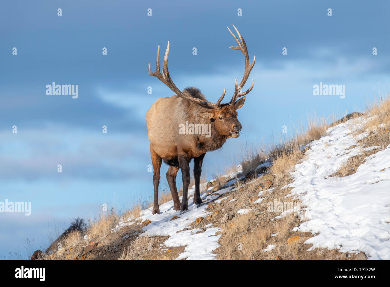 Animal animals antlers hi-res stock photography and images - Alamy