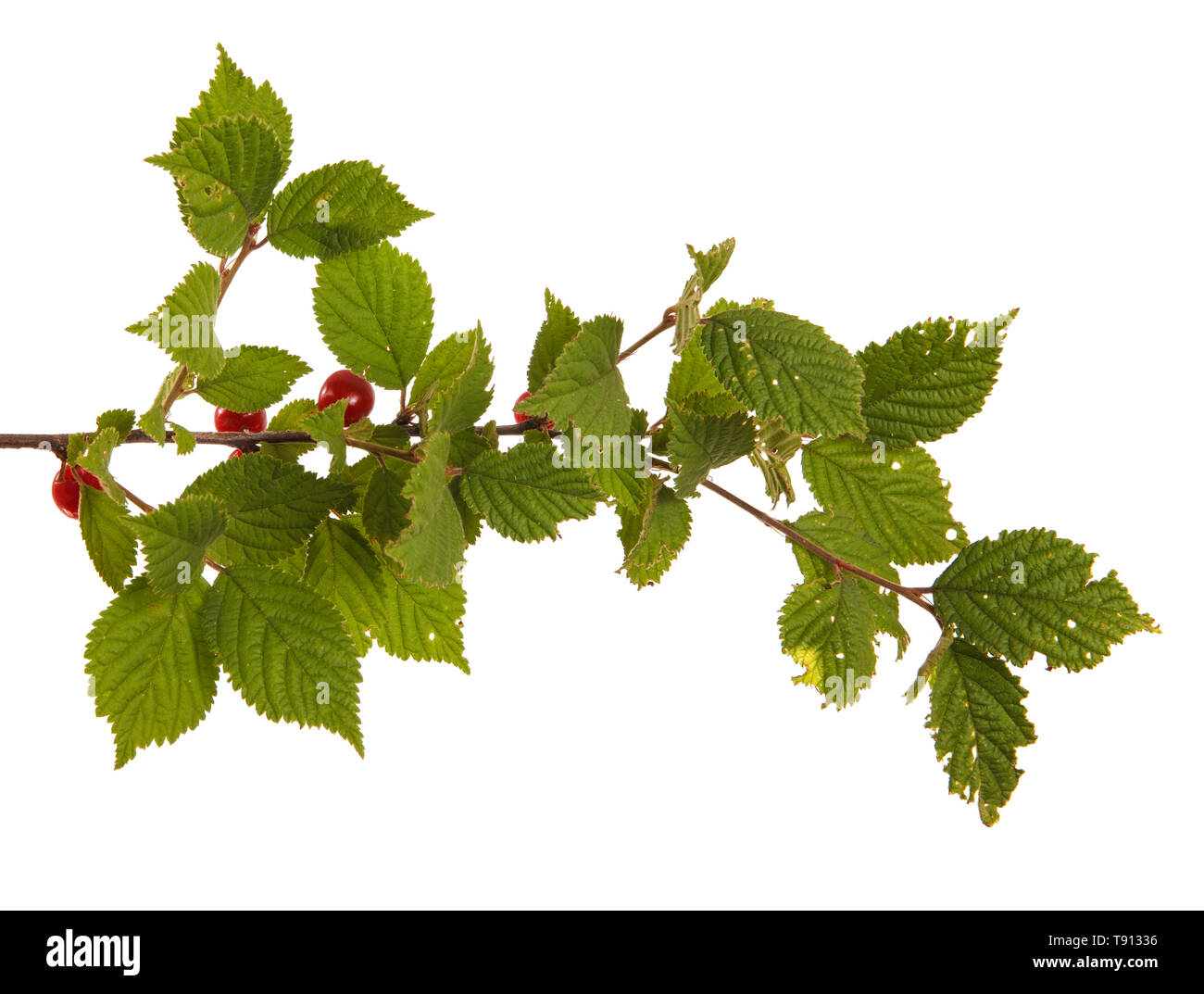 A branch of Chinese cherry. Isolated on white Stock Photo - Alamy