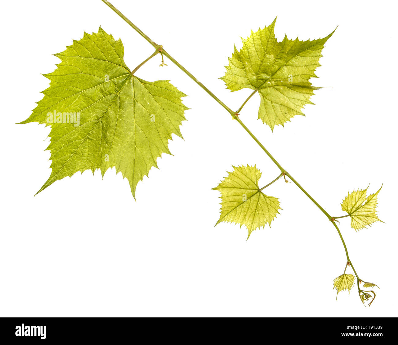 Grape leaves on the vine. Isolated on white Stock Photo - Alamy