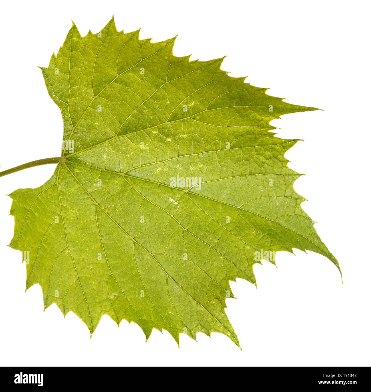 Young grape vine green leaves Cut Out Stock Images & Pictures - Alamy