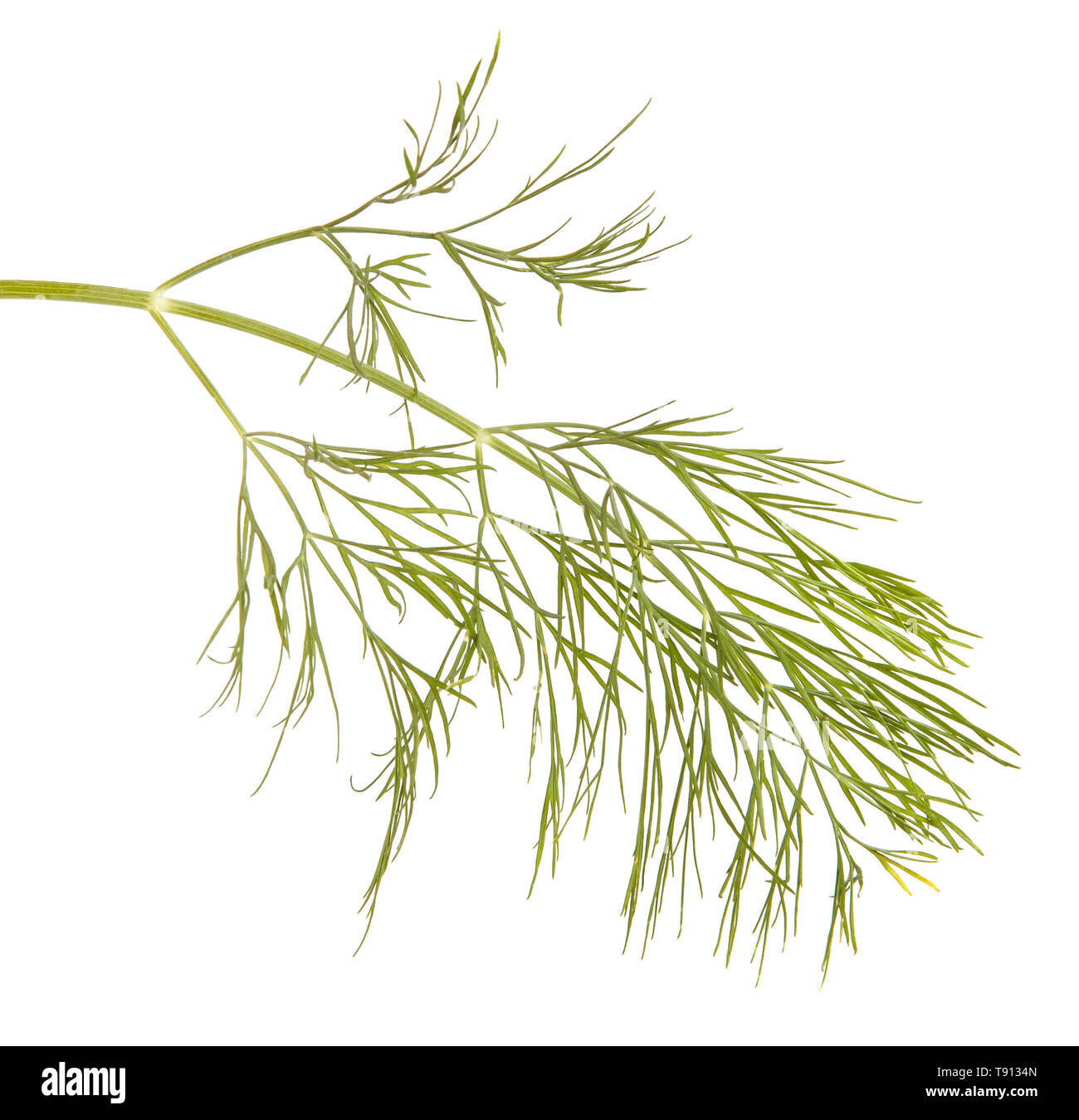 A branch of green dill. Isolated on white Stock Photo - Alamy