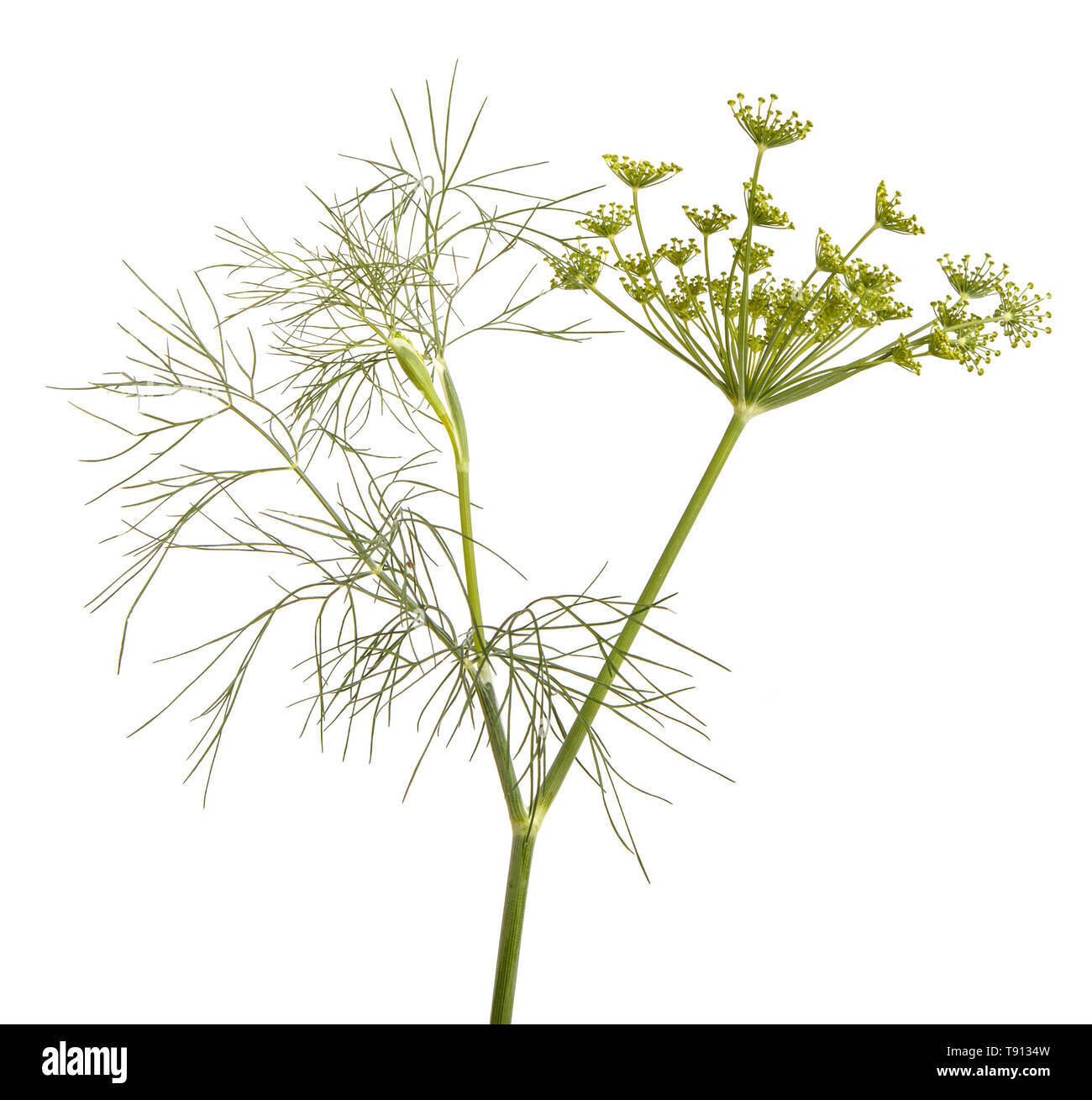 A branch of green dill. Isolated on white Stock Photo - Alamy