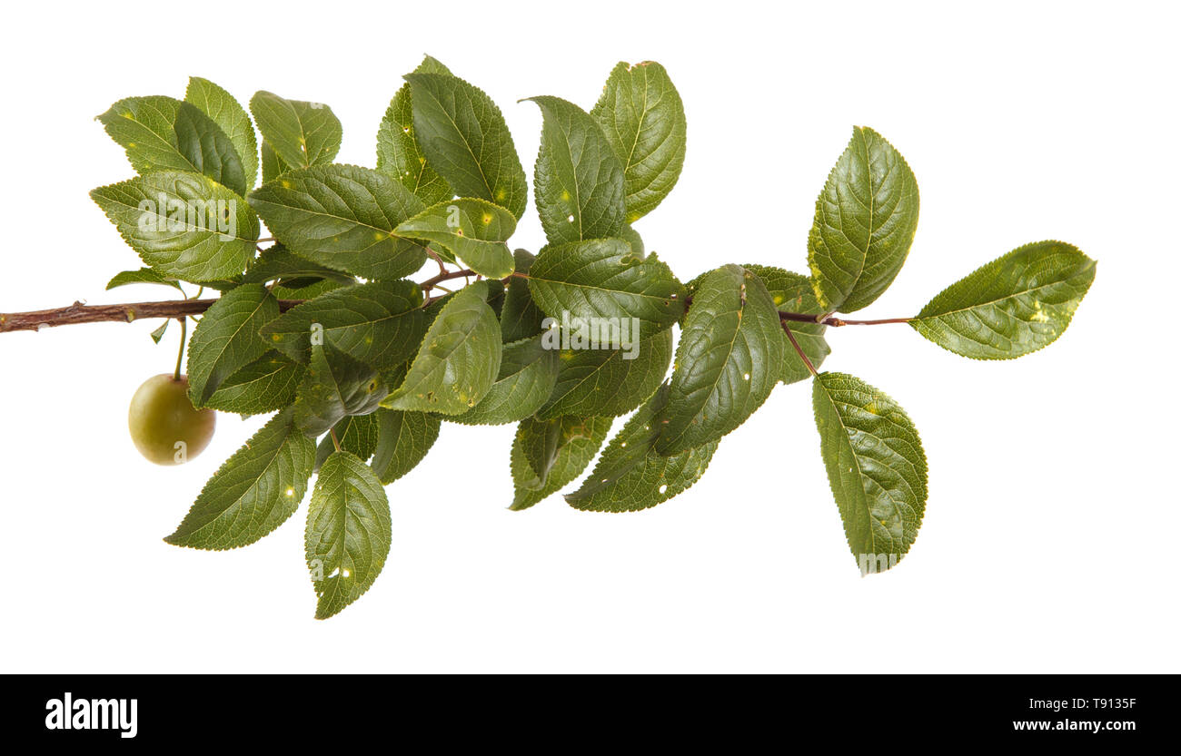 A branch of a plum tree. Isolated on white Stock Photo - Alamy