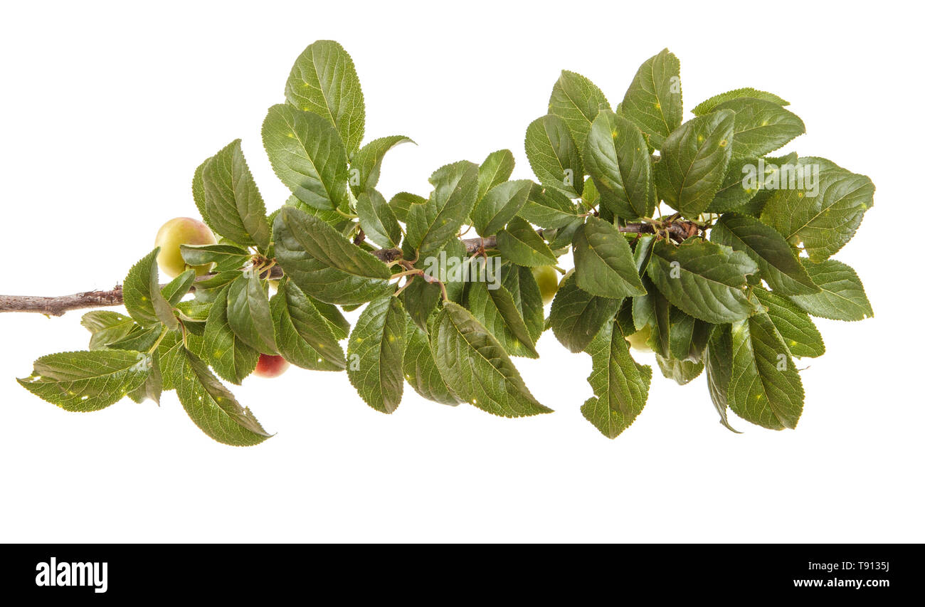 Plum tree fruit hi-res stock photography and images - Alamy