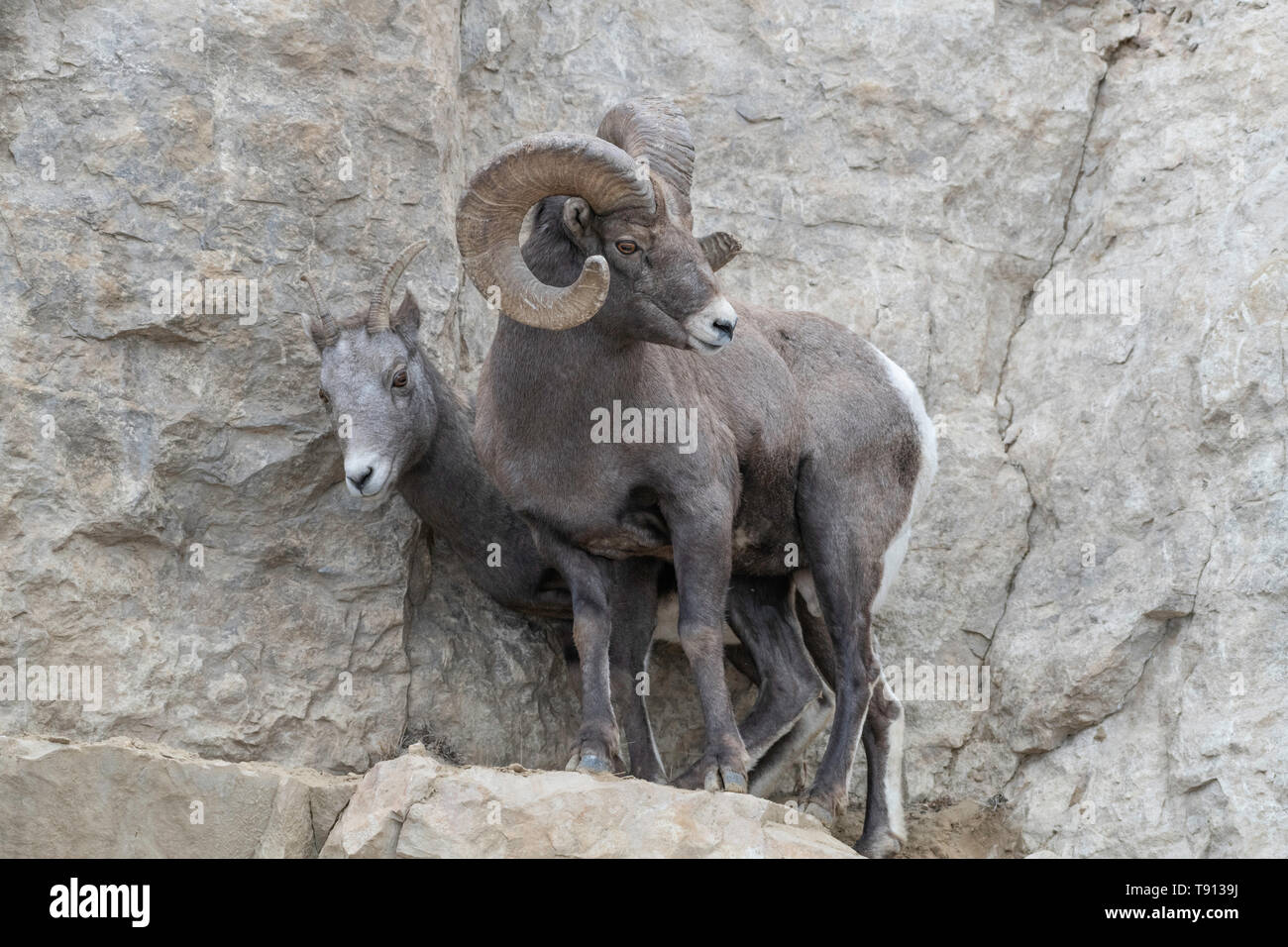An adult male Bighorn sheep ´Ovis canadensis´, protecting its Ewe from ...