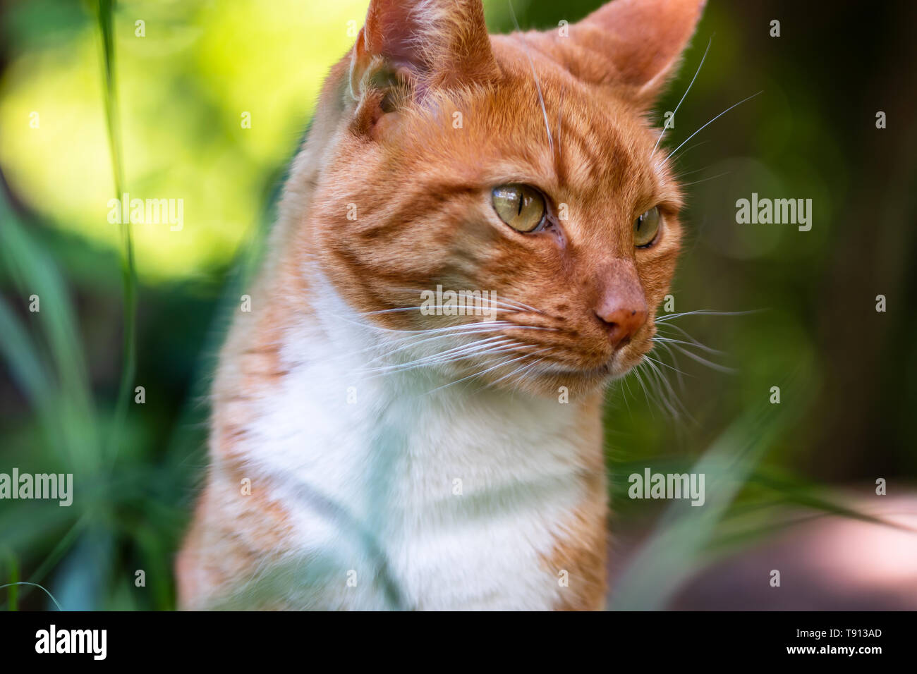 adult domestic cat sitting in grass and daisies Stock Photo - Alamy