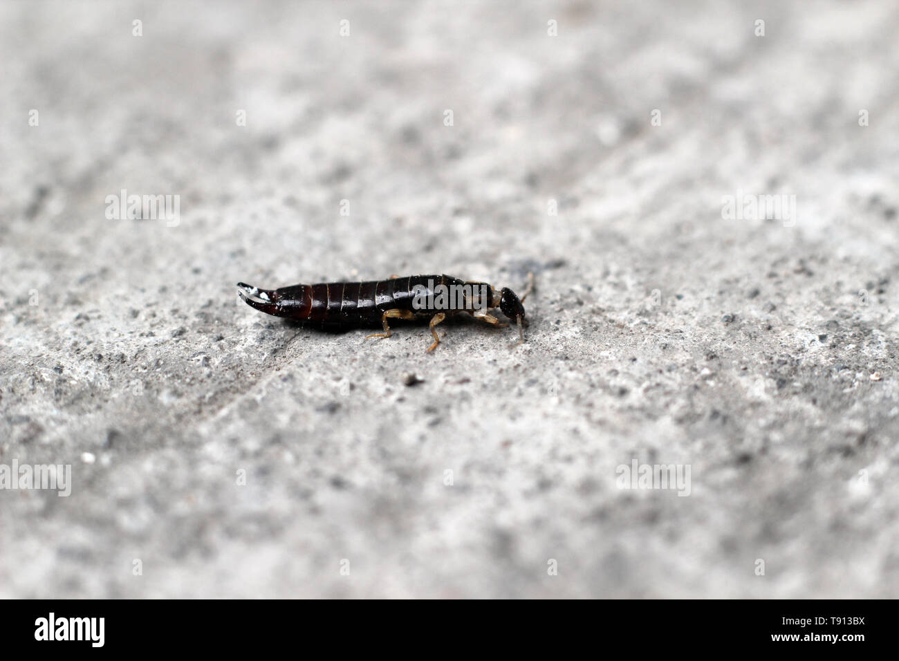 Minuscule animals hi-res stock photography and images - Alamy