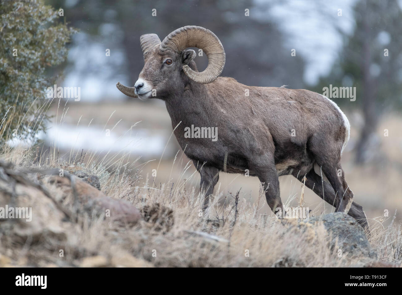 An adult male Bighorn sheep ´Ovis canadensis´, standing on top of a ...