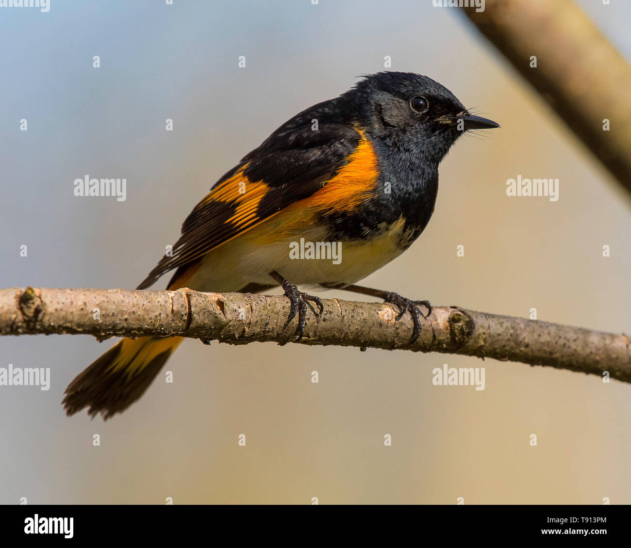 American Redstart - (Setophaga ruticilla Stock Photo - Alamy