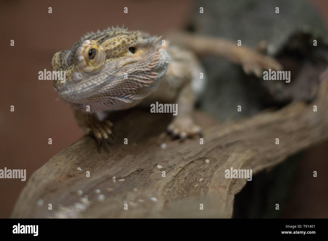 Beautiful bearded dragon looking up Stock Photo - Alamy