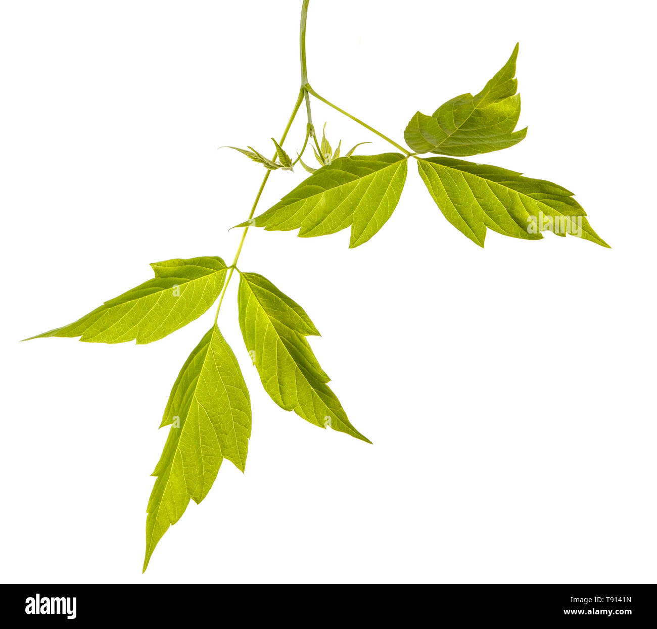 Maple branches with green leaves. Isolated on white Stock Photo - Alamy