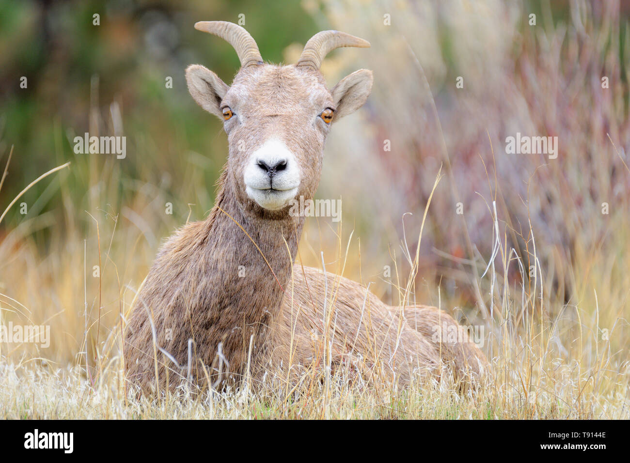 Ewe, female bighorn sheep, Ovis Canadensis, resting on grass Stock ...