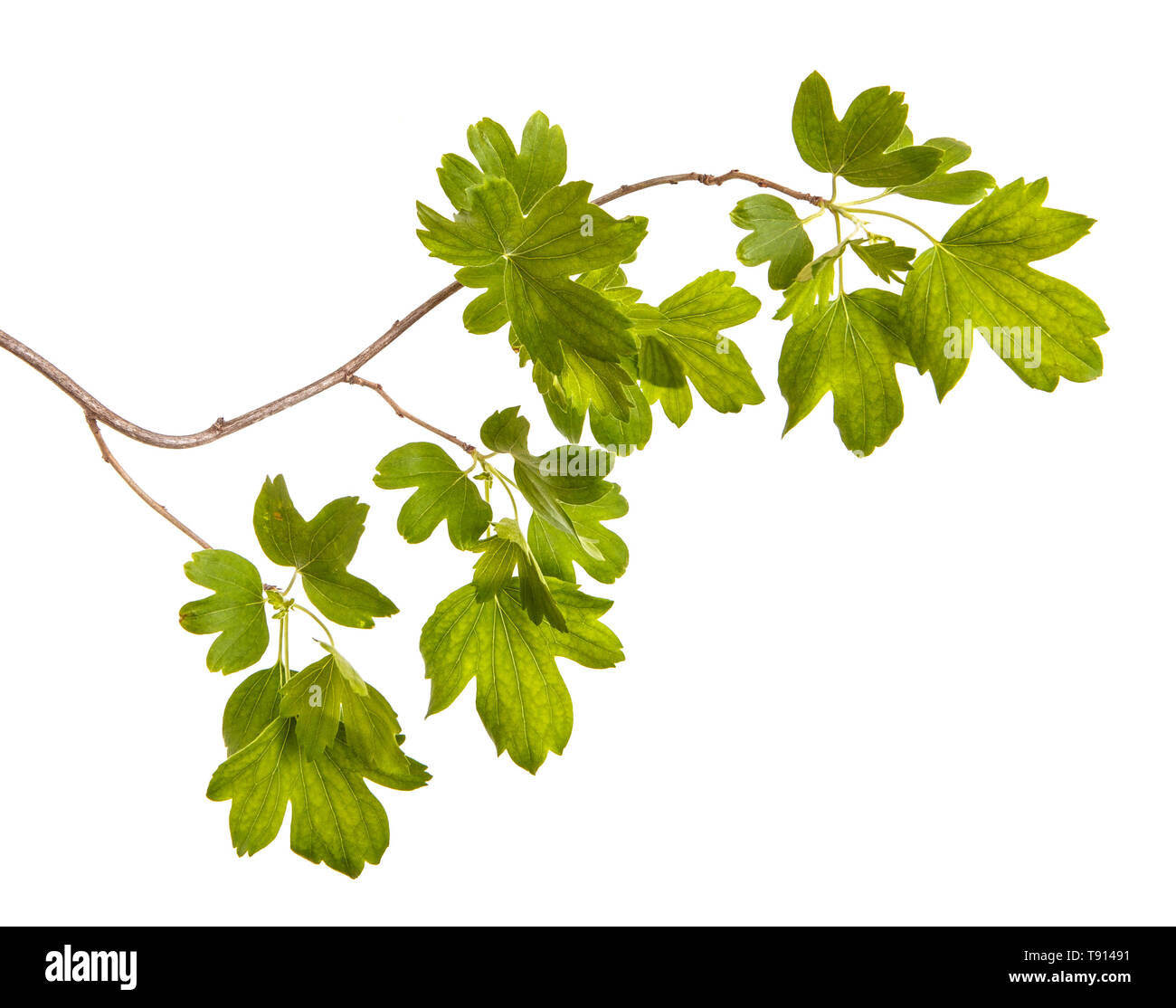 A branch of a currant bush with young green leaves. Isolated on white ...