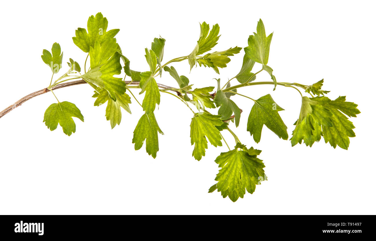 A branch of a currant bush with young green leaves. Isolated on white ...