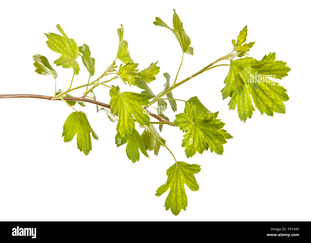 A branch of a currant bush with young green leaves. Isolated on white ...
