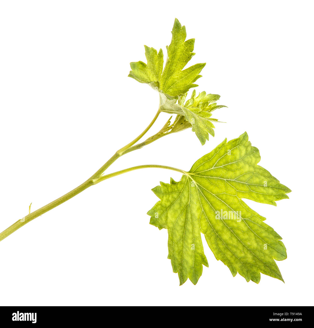 A branch of a currant bush with young green leaves. Isolated on white ...