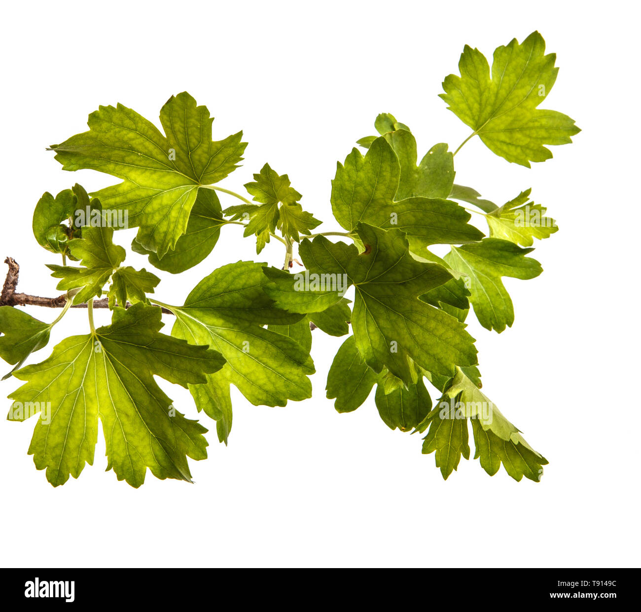 A branch of a currant bush with young green leaves. Isolated on white ...