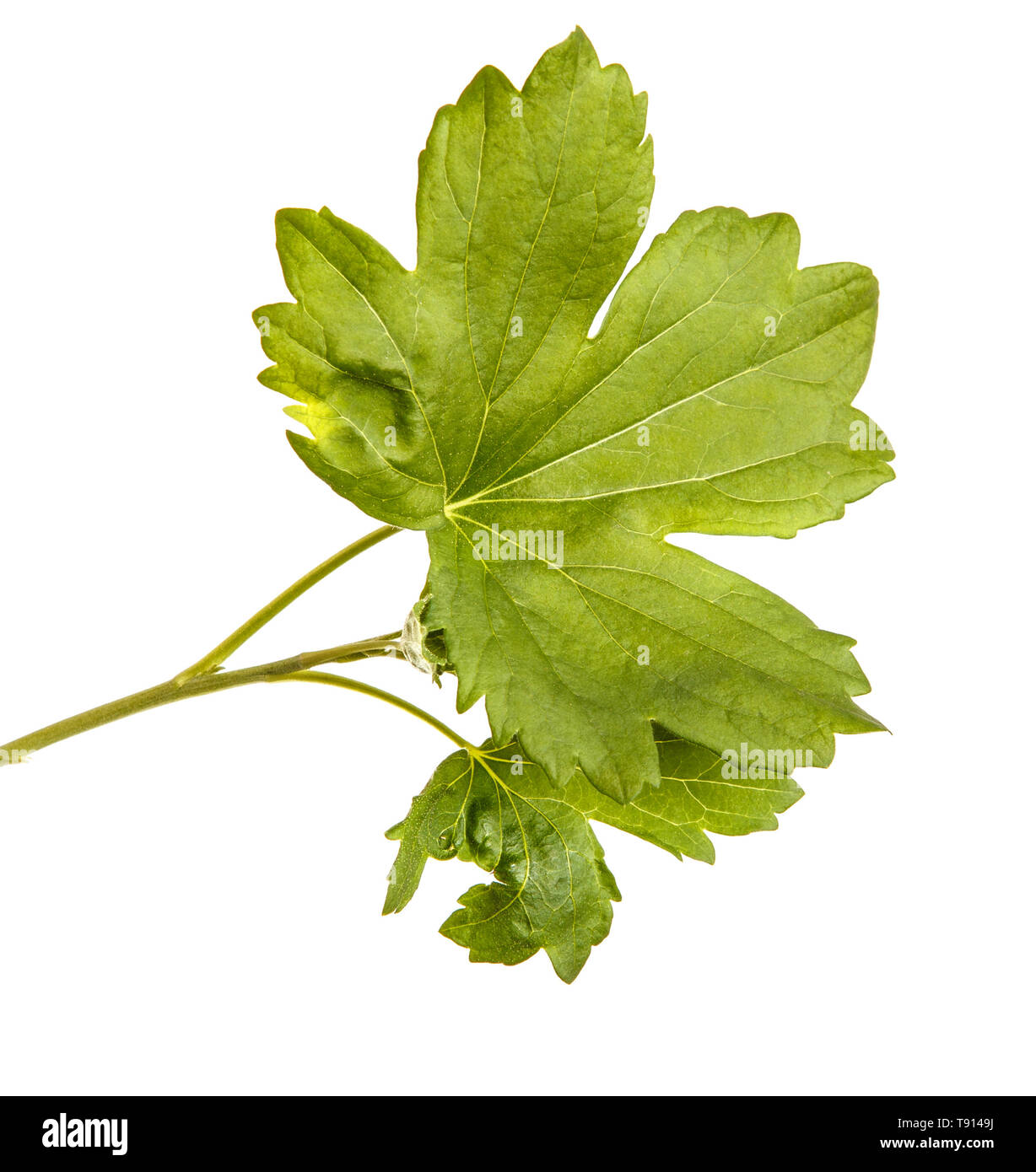 A branch of a currant bush with young green leaves. Isolated on white ...