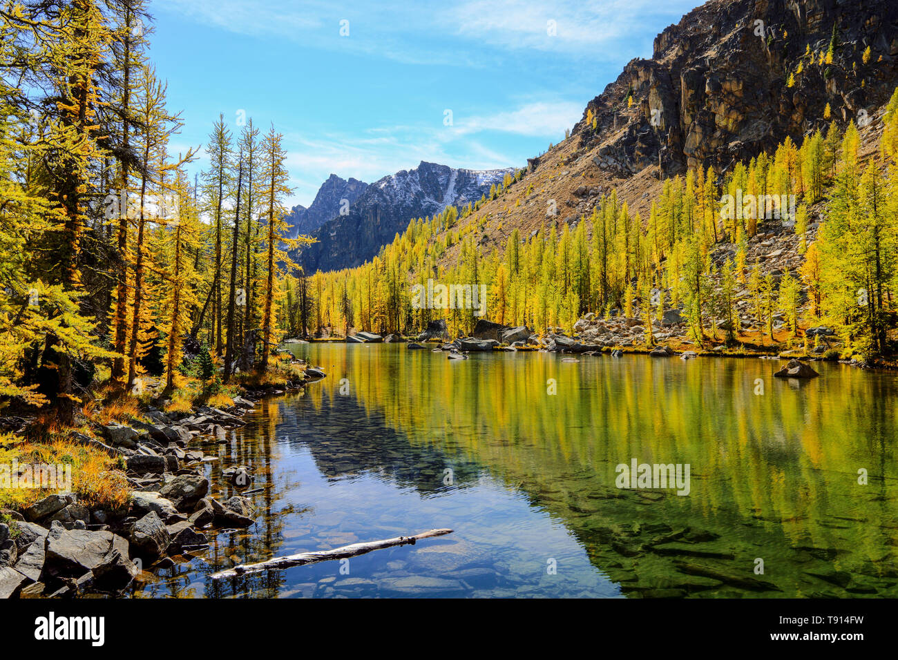 Mountains and larch trees reflecting on Ladyslipper Lake at Cathedral ...