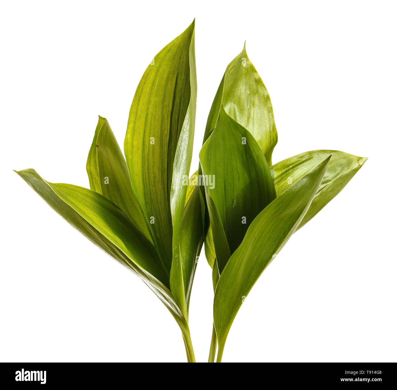 Green leaves of lily of the valley flowers. Isolated on white Stock Photo - Alamy