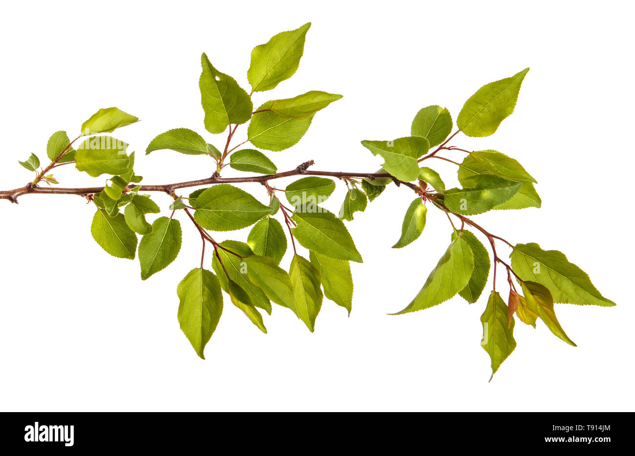 Branch of apricot tree with green leaves isolated on white Stock Photo ...