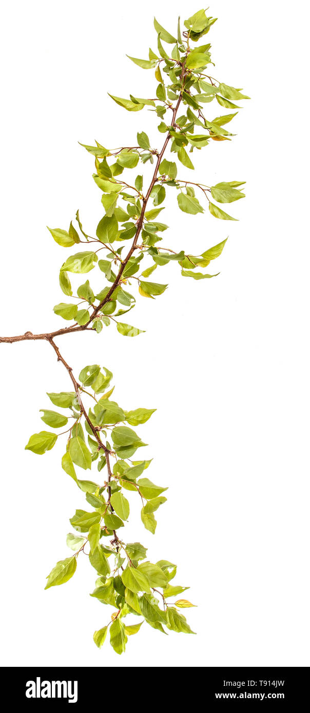 Branch of apricot tree with green leaves isolated on white Stock Photo ...