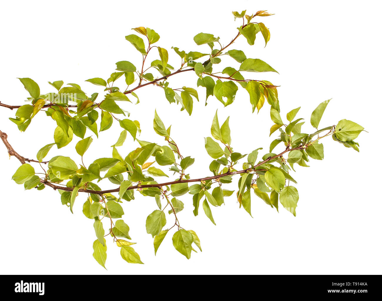 Branch of apricot tree with green leaves isolated on white Stock Photo ...