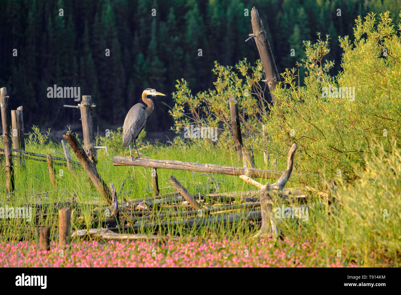Great Blue Heron, Ardea herodias, on Beaver Lake in Winfield, British ...